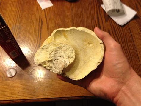 Hunting In Austin Chalk Fossil Hunting Trips The Fossil Forum