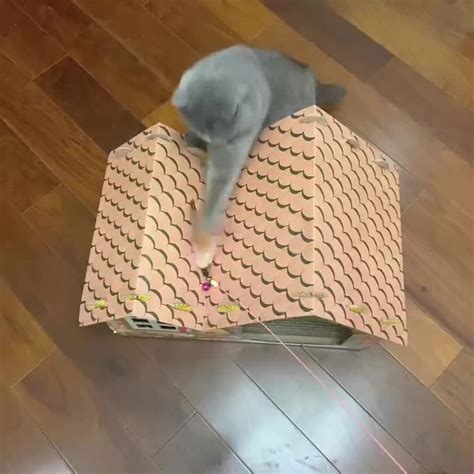 园园行走中的课堂：圣诞大餐后lucky猫相当兴奋，还表演上房揭瓦凤凰网视频凤凰网