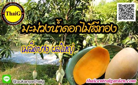 3พันธุ์มะม่วงที่ตลาดต้องการ น้ำดอกไม้สีทอง เบอร์4และดอกไม้มัน