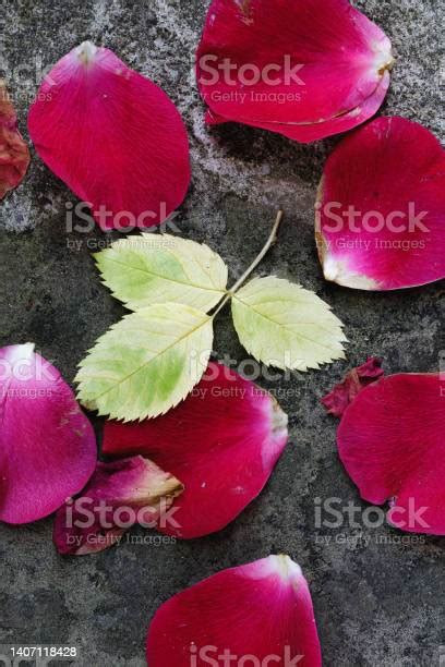 돌 길에 잎과 장미 꽃잎이 닦여져 있습니다 빨강에 대한 스톡 사진 및 기타 이미지 빨강 잎 장미 Istock