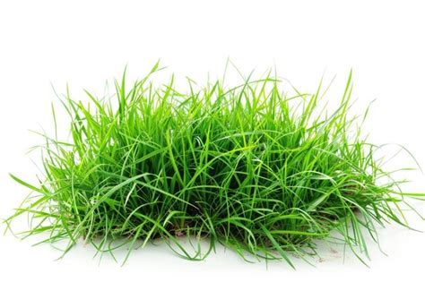 Premium Photo A Clump Of Grass That Is Laying On A White Surface