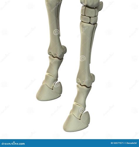 Pferd Front Leg Bones Pferdequus Anatomie Lokalisiert Auf Weiß
