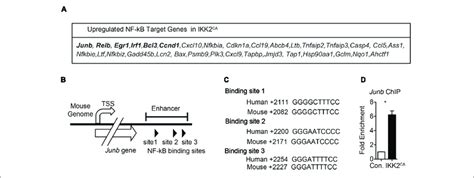 increased nf κb binding to junb enhancer region in hematopoietic