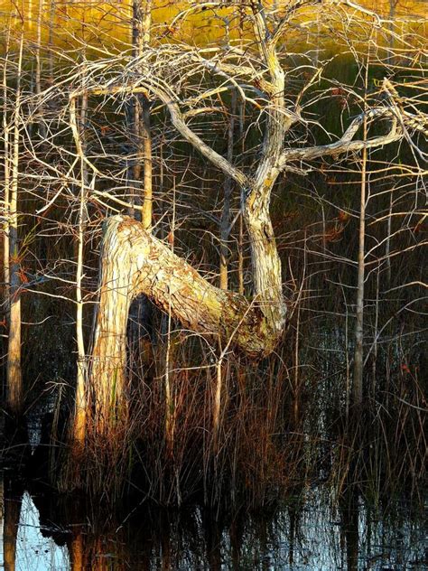 A Landscape Of A Dwarf Cypress Forest Tree Stock Image Image Of Tree