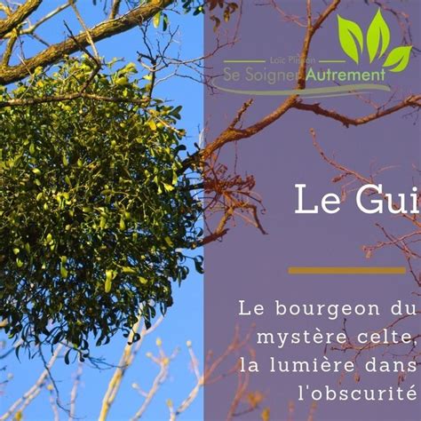 Utilisé par les Druides le Gui Viscum album est depuis la nuit de