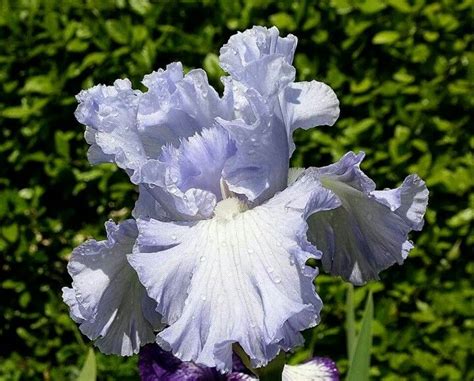 Double Bubble Iris Garden Flowers Iris