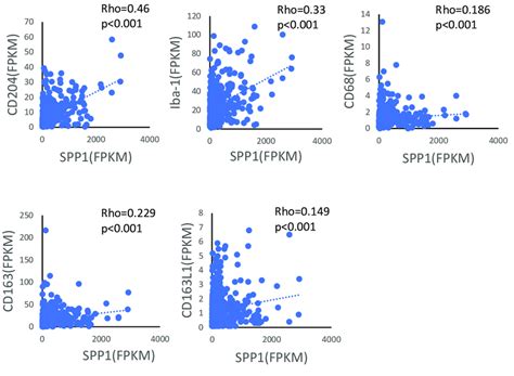 Correlation Diagram Between Spp1 Gene Expression And Other Macrophage
