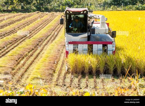 Combine Harvester In A Rice Field During Harvest Time Stock Photo Alamy