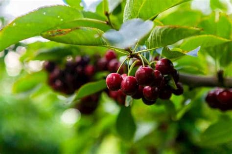 13 Most Common Types Of Cherry Trees With Pics Conserve Energy Future