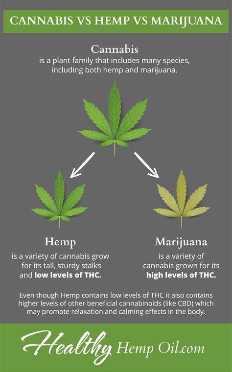 Cannabis Oil Vs Hemp Oil Whats The Difference
