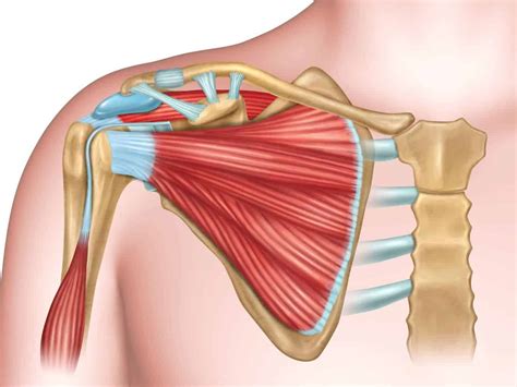 Basics Of Anatomy Shoulder Joint Complex Moushu S Pilates