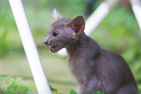 Javanese Cats Best