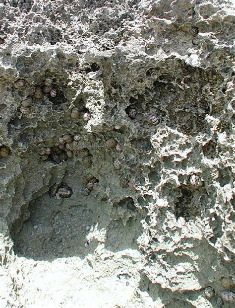 Nerites Bleeding Tooth Zebras Checkers And More