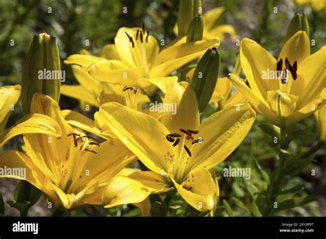 Lily Lilium Close Up Stock Photo Alamy