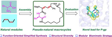 Modular Biomimetic Strategy Enabled Discovery Of Simplified Pseudo Natural Macrocyclic P
