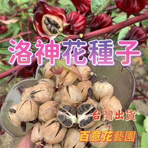 【百意花藝園】【洛神花種子】養顏美容可做花茶 玫瑰茄紅 四季陽台盤栽花卉種子 易發芽 蝦皮購物