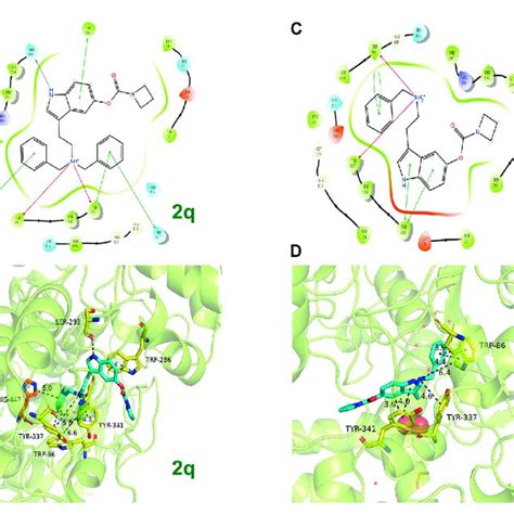 The Possible Binding Mode For The Compounds 2q And 3q In The Ache Pdb