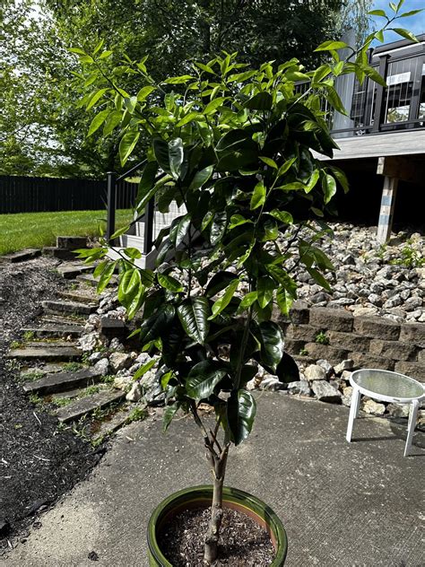 Pruning R Citrus