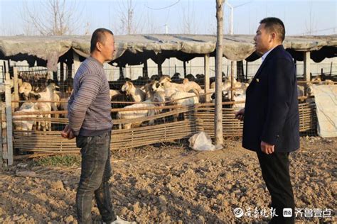 东明农商银行信贷业务助力育肥羊养殖致富路马宏涛羊圈贷款