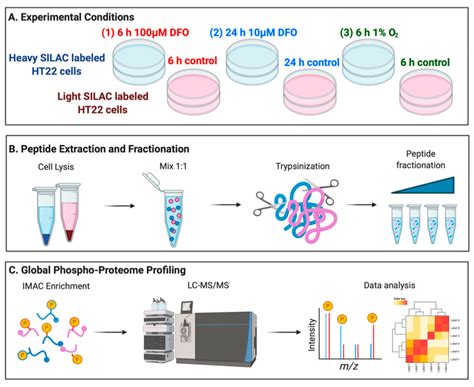 Experimental Design And Phosphoproteomic Workflow For Comprehensive