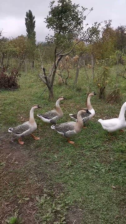 ქათამი ბატი Youtube