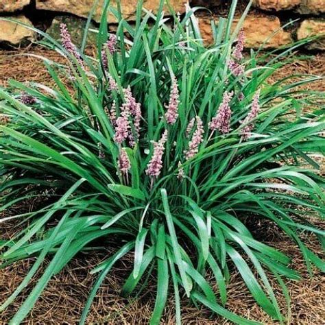 Emerald Goddess Liriope Muscari Lilyturf Large Gallon Size Plant