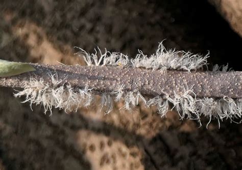 Plant Stem With Fluffy Insect Infestation Stock Image Image Of Leaf Flora 347949807