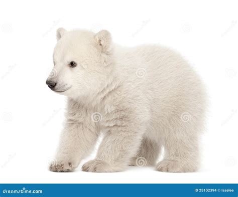 Maritimus