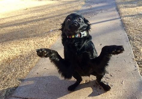 A Collection Of Funny Dogs From Around The World 22 Pics