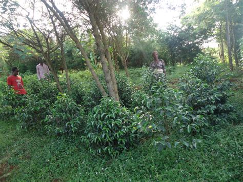Agriculture And Rural Livelihoods Gurmuu Development Association