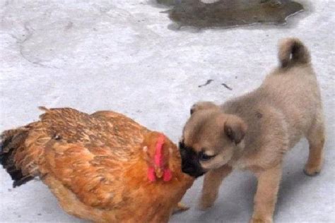 生肖狗与生肖鸡婚配，将会“鸡犬不宁”？那你就大错特错了