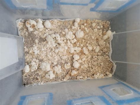 [actives] Pe Blobs How They Looking R Mushroomgrowers