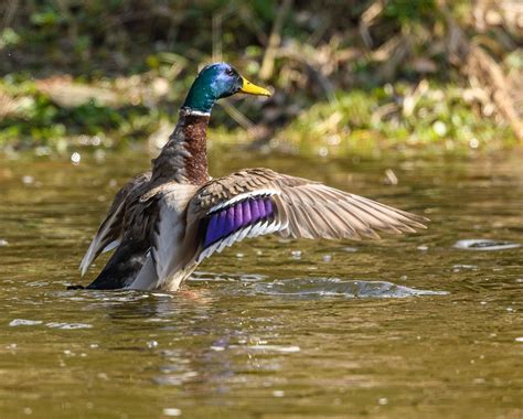 Duck Wild Male Free Photo On Pixabay Pixabay
