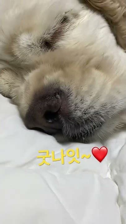 좋은밤되세요~ Youtube