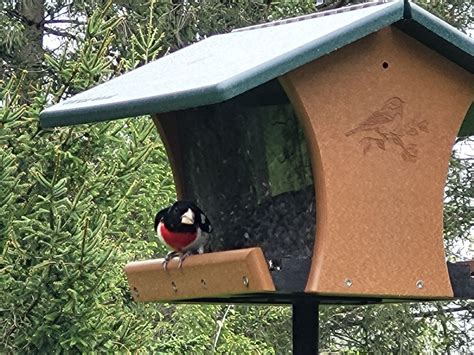 Spring Migrator Updates — Michigan Backyard Journal