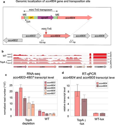 Genomic Localization And Supercoiling Dependent Transcription Of