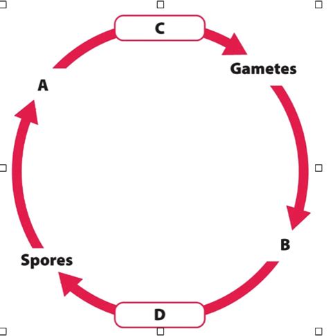 Exam 2 Bio 2 Learning Objectives Review Diagram Quizlet