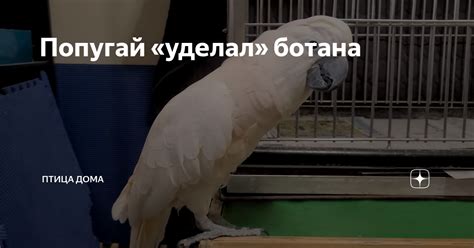 Попугай «уделал ботана Птица дома Дзен