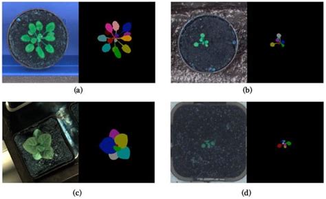 Leaf Segmentation Using Modified Yolov8 Seg Models