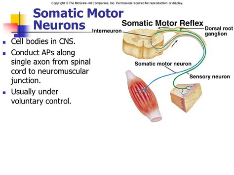 What Does The Somatic Motor System Control Wiring Work