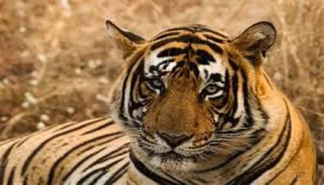 రాయల్‌ బెంగాల్‌ టైగర్‌ కిరణ్‌ మృతి