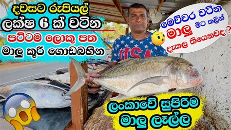 මෙච්චර ලොකු මෙච්චර ගනන් මාළු මීට කලින් දැකලා තියෙනවද Youtube