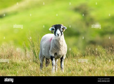 Swaledale Ewe Female Sheep With Curly Horns In Autumn Stood In