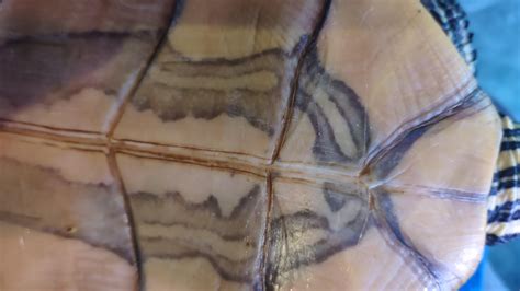 Shell Disease R Turtle