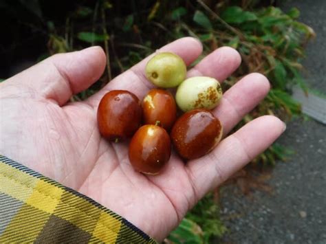 棗（ナツメ）の実が熟す しげじいの迷釣り師 フライと鮎友釣・小物釣りも 楽天ブログ