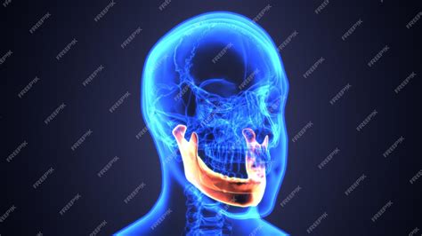 Premium Photo Human Male Skull And Teeth Anatomy 3d Illustration