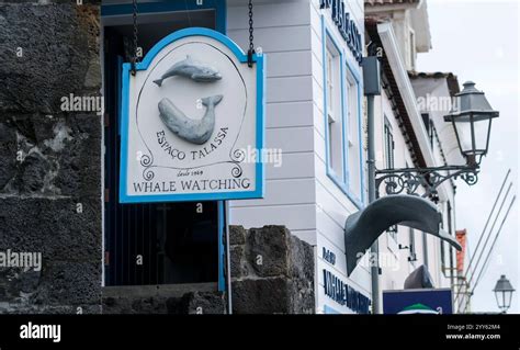 Lajes Do Pico Portugal 27th Sep 2024 Whale Watching Tours Are
