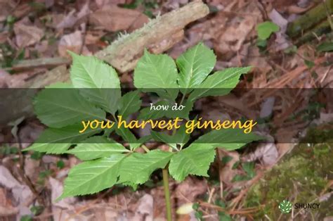 Harvesting Ginseng A Step By Step Guide Shuncy