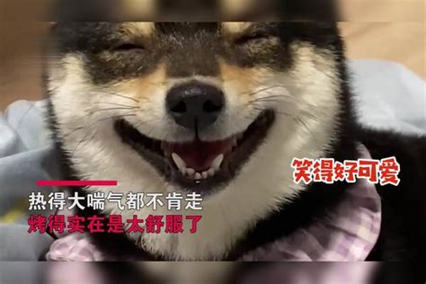 狗狗体验了主人的暖脚器，热得大喘气都不肯走，满脸享受太惬意！