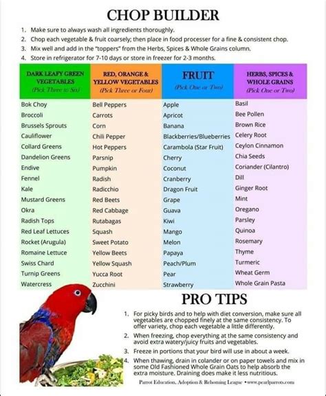Conure Bird Parakeet Bird Sun Conure Parrot Chop Parrot Pet Parrot Food Recipe Cockatiel